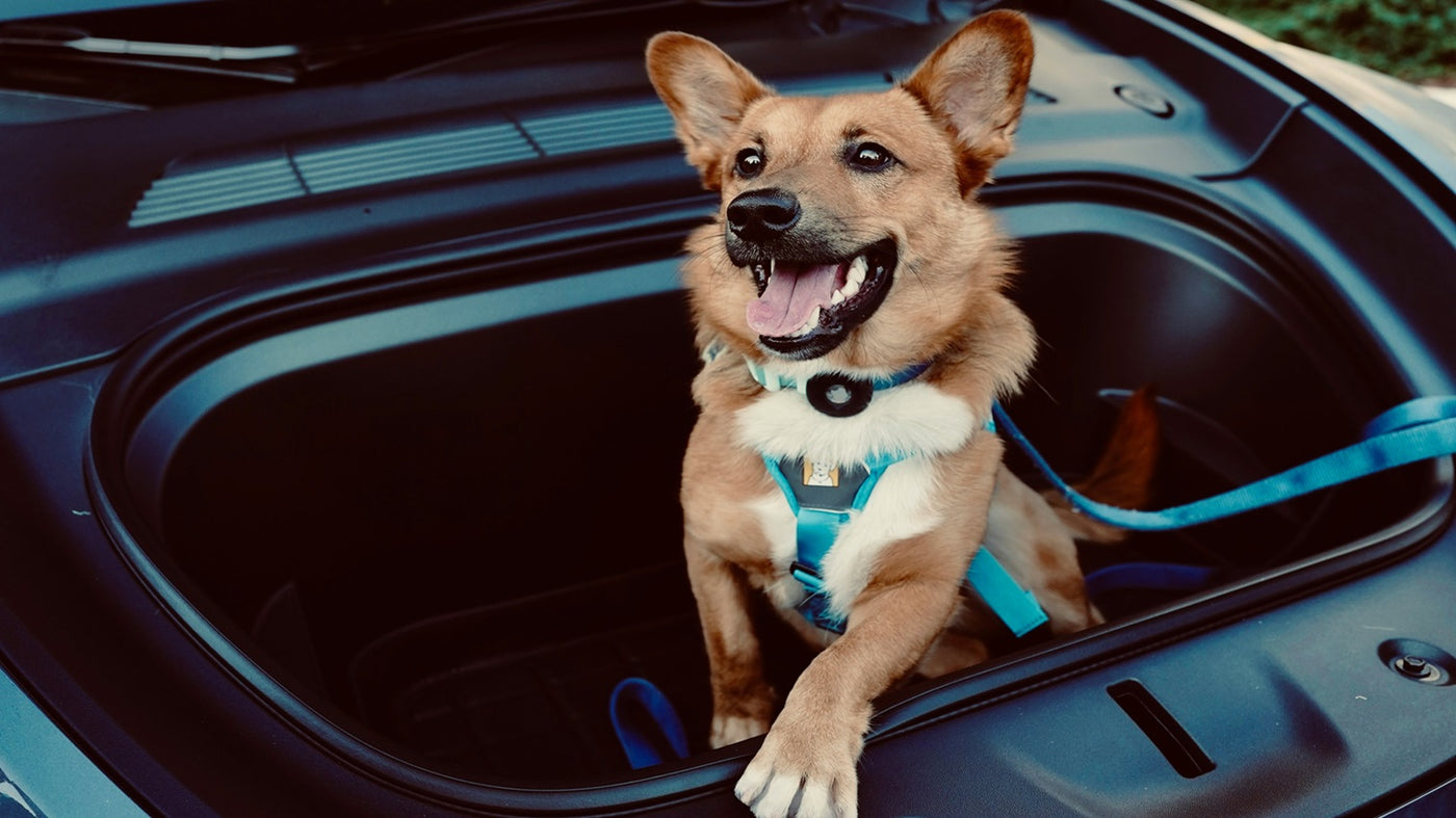 Tesla Model Y Dog: Practical four-legged accessory
